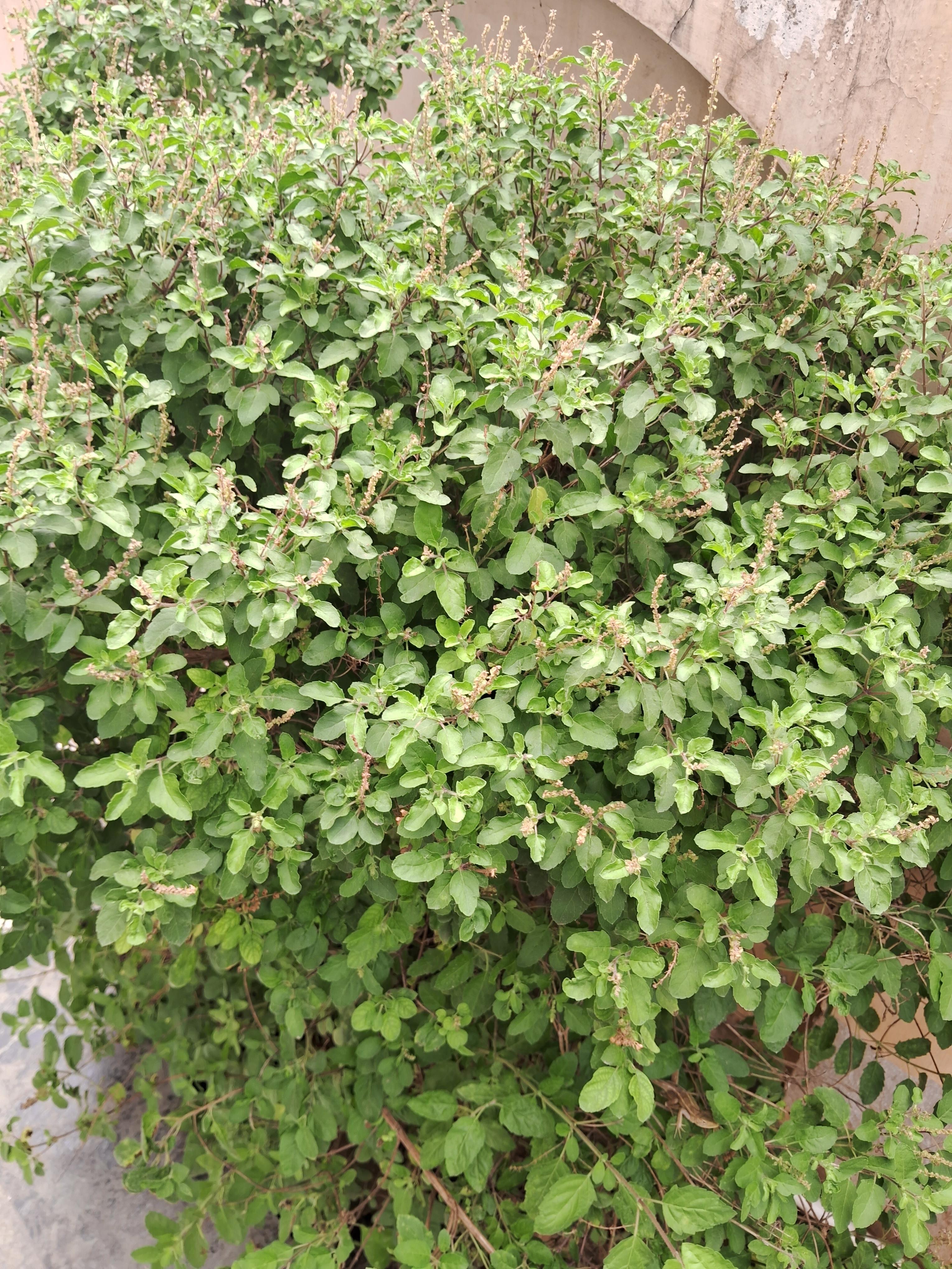 Vani Aggarwal - #Earthivist