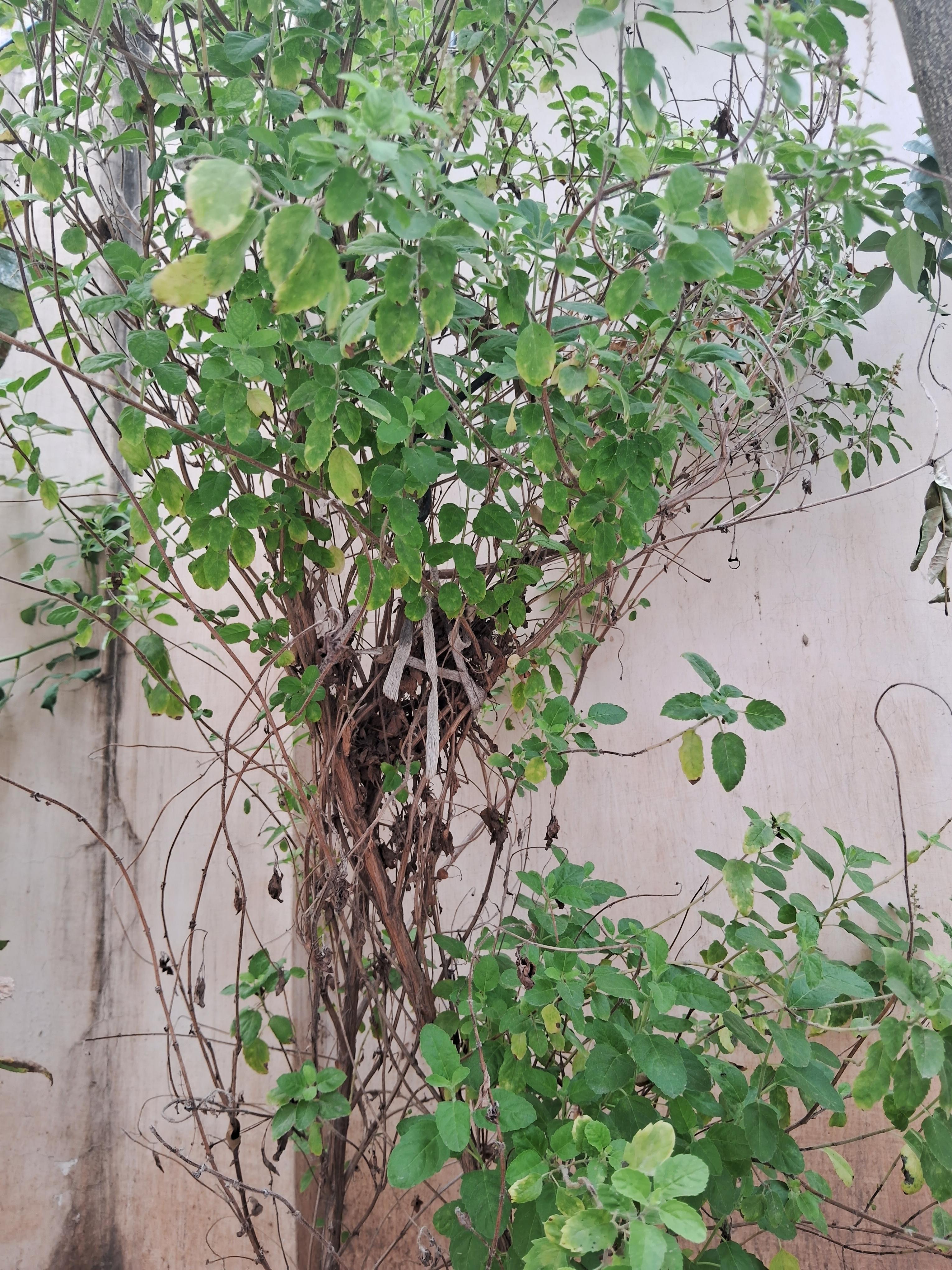 Vani Aggarwal - #Earthivist